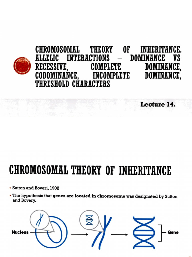 Chromosomal Theory of Inheritance | PDF | Dominance (Genetics) | Allele