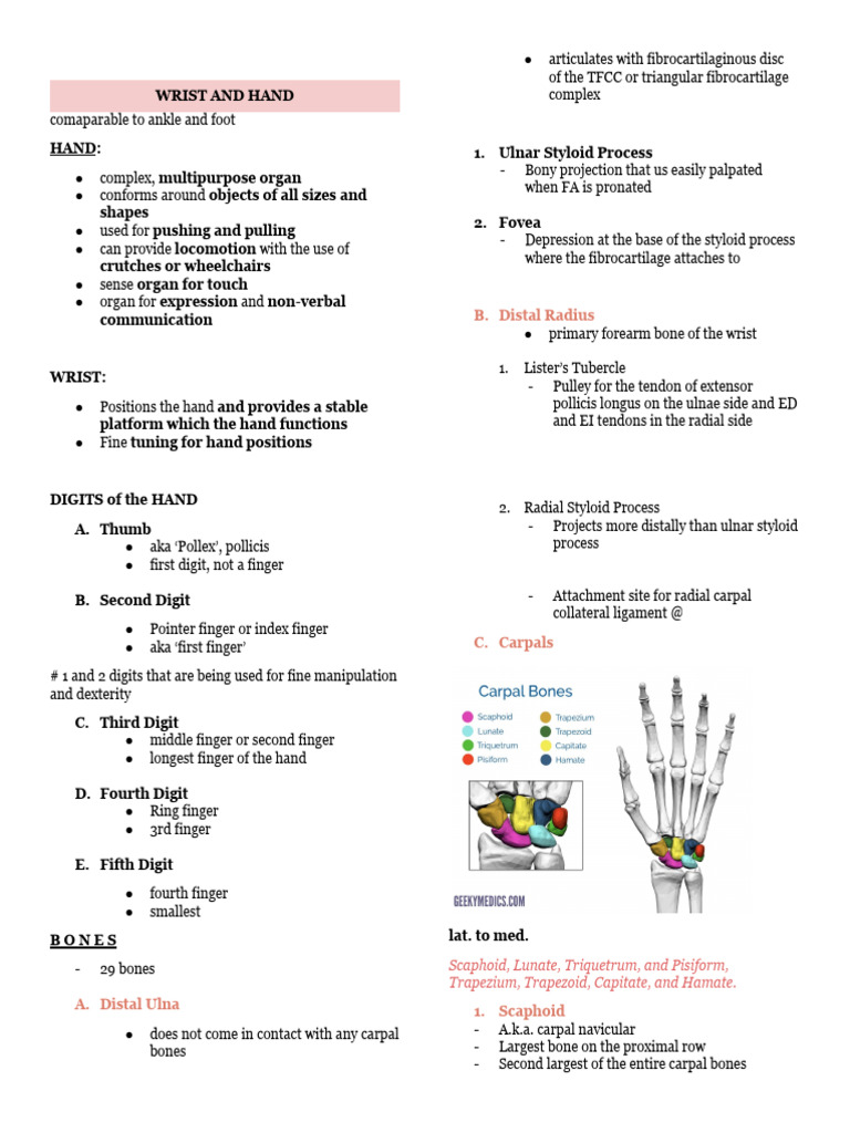 Wrist and Hand Notes | PDF | Hand | Thumb