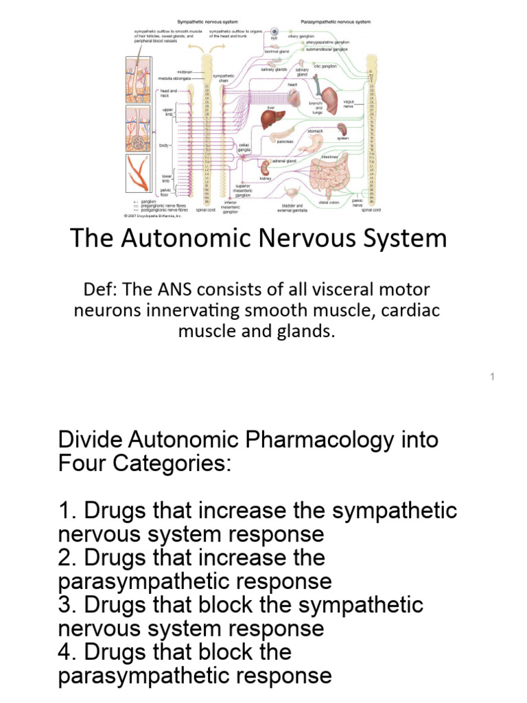 Ans Pharmacology For Download | PDF | Autonomic Nervous System | Acetylcholine