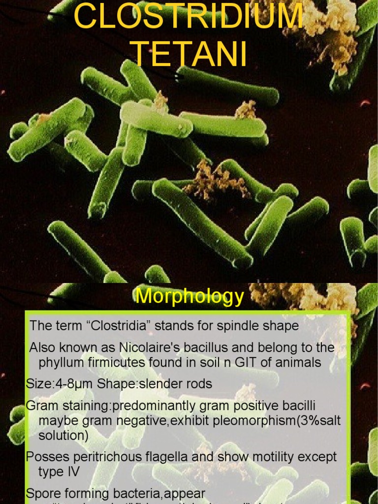 clostridium tetani | Bacteria | Immunology | Free 30-day Trial | Scribd