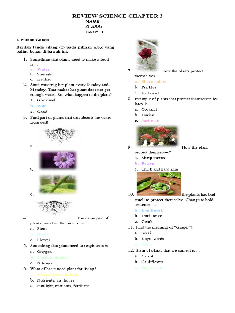 Review Science Chapter 3 | PDF | Plants | Botany