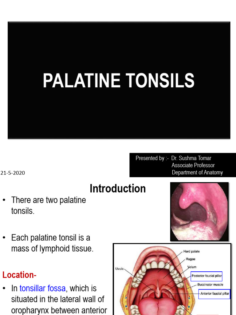 Palatine Tonsils | Download Free PDF | Tongue | Vein