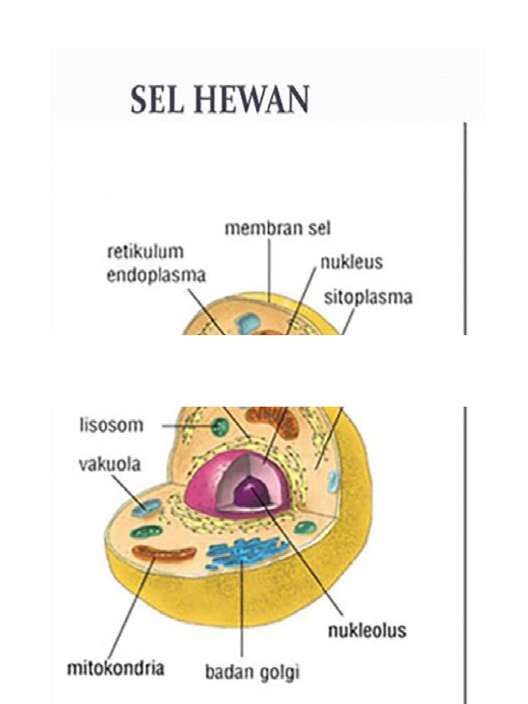 Bahan Ajar Sel Puzzle | PDF