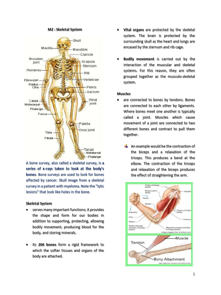 M2 Rad Ana | PDF | Bone | Skeleton