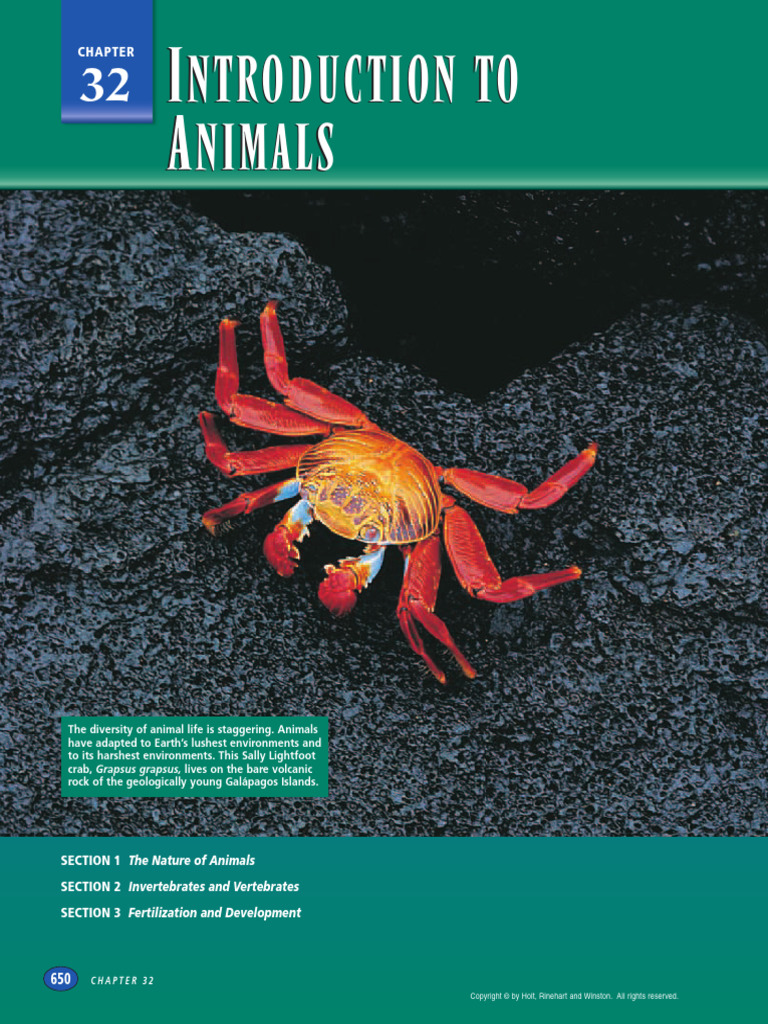 Chapter 32 Introduction To Animals | PDF | Invertebrate | Vertebrates