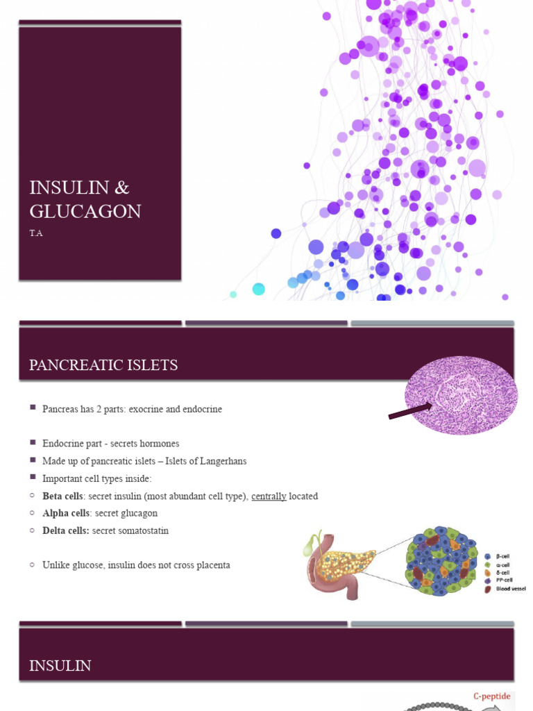 Insulin Glucagon | PDF