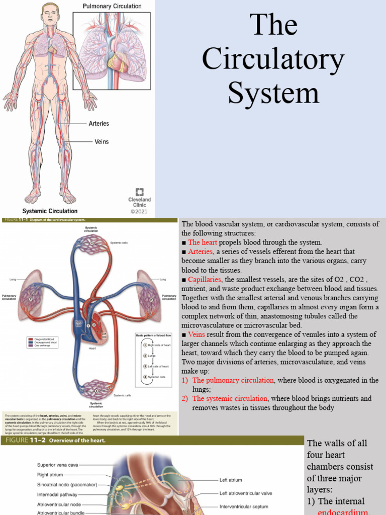 Circulatory System | PDF | Artery | Vein