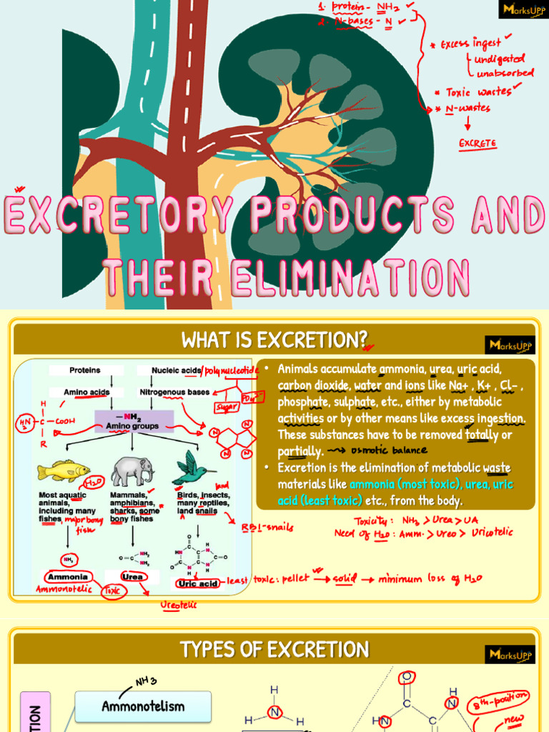 Vipin Sir Biology 19. Excretory Products and Their Elimination | PDF ...