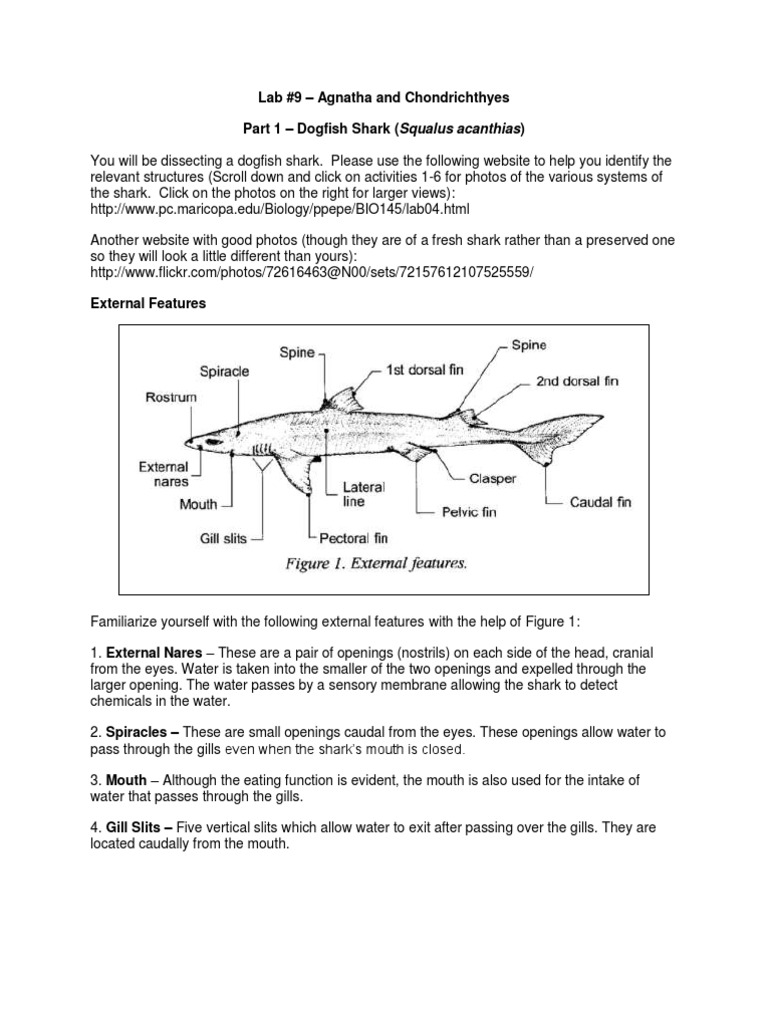 Lab 9 Agnatha and Chondrichthyes | PDF | Human Digestive System | Stomach