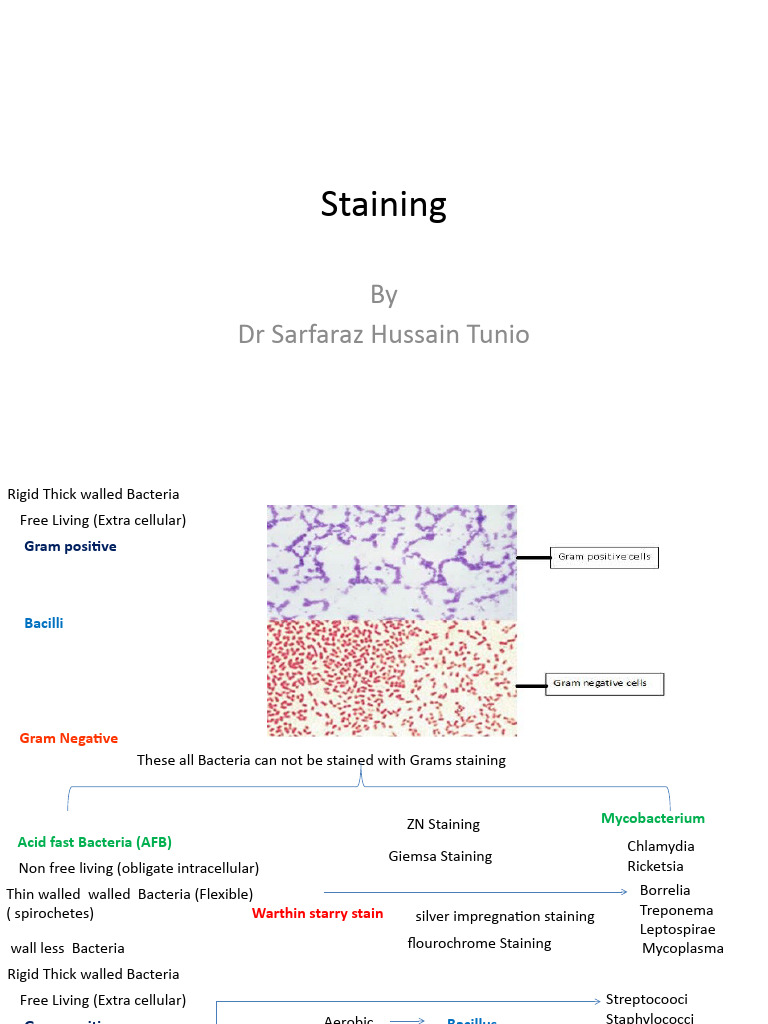 Staining & Simple Staining | PDF | Staining | Bacteria
