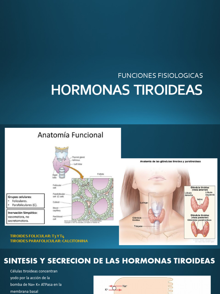 Hormonas Tiroideas - Funciones Fisiologicas | PDF | Hormona estimulante de la tiroides | Tiroides