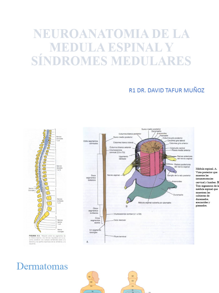 Neuroanatomía y Síndromes Medulares | PDF | Médula espinal | Cabeza y ...
