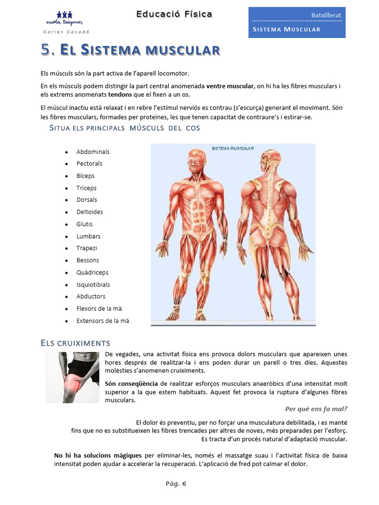 1.3 El Sistema Muscular | PDF