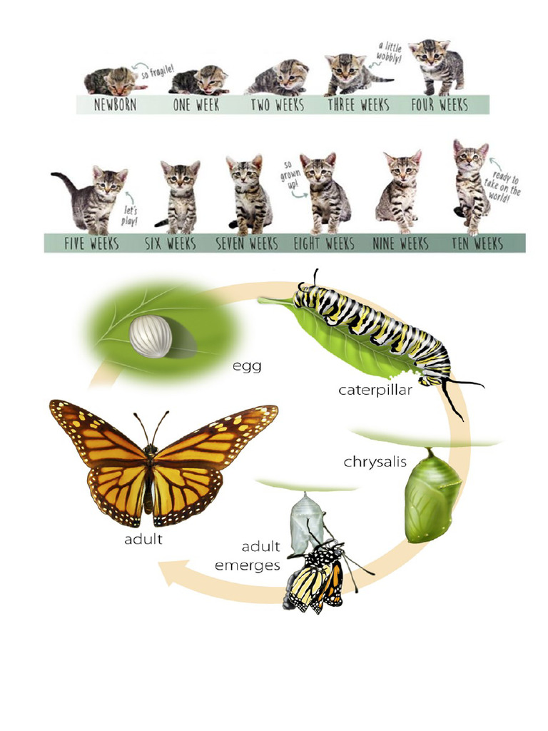 6c06 WS - Life Cycle Pictures | PDF