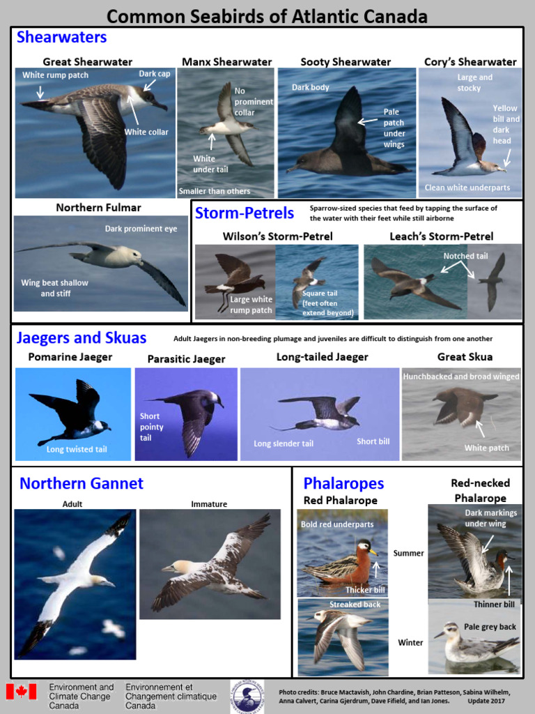 Atlantic Canada Seabird Guide | PDF | Marine Vertebrates | Seabird