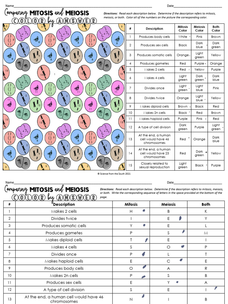 Student Mitosis-Meiosis Coloring | Download Free PDF | Ploidy | Meiosis