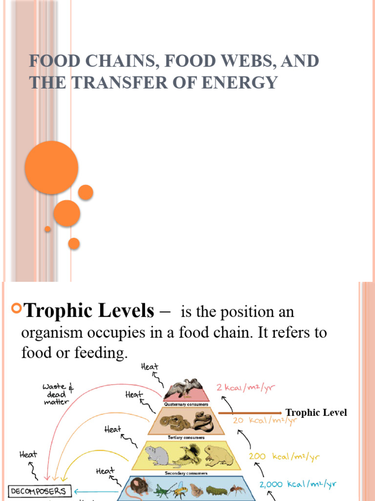 Food Chain, Food Web, Energy Transfer | PDF