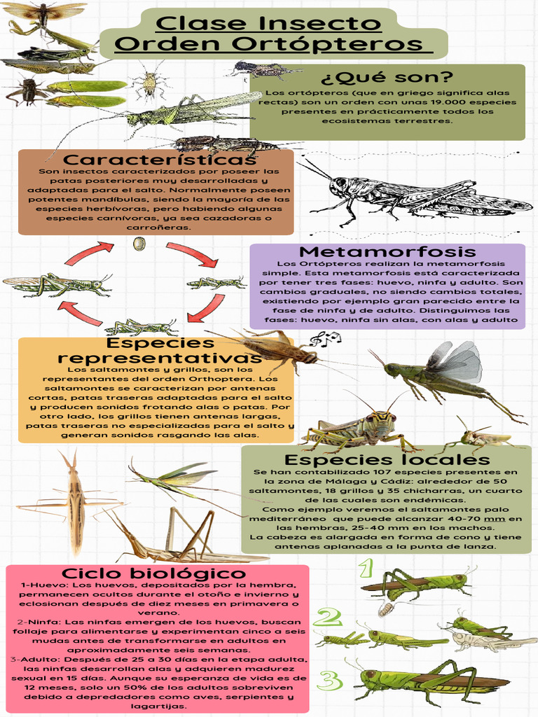 Infografía Infusiones Naturales Ilustrado Verde | PDF | Insectos