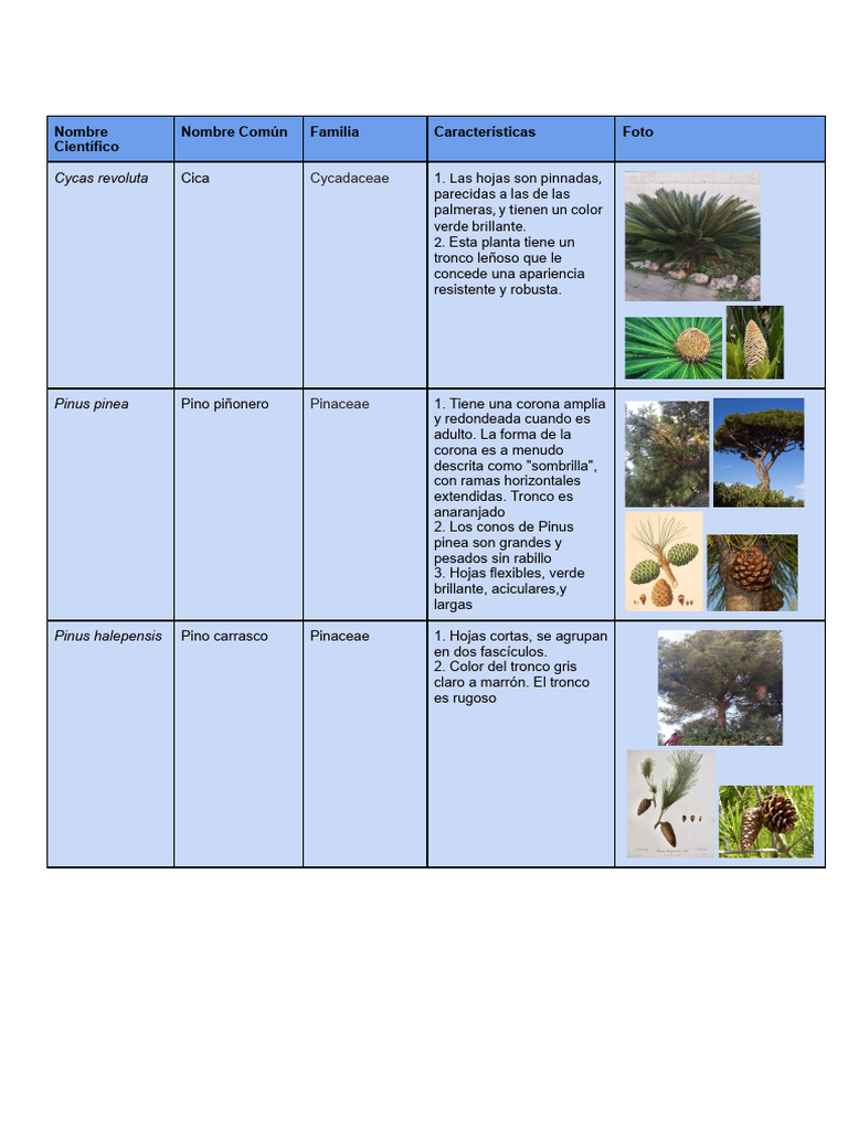 Identificación de Plantas | PDF | Arecaceae | Hoja