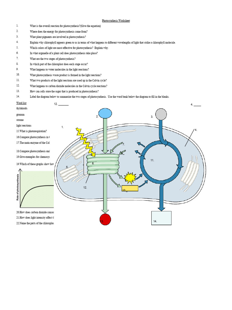 Photosynthesis Worksheet | PDF | Photosynthesis | Chloroplast