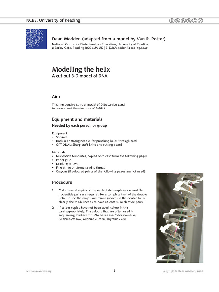 DNAmodel01 UK Eng | PDF | Dna | Nucleic Acid Double Helix
