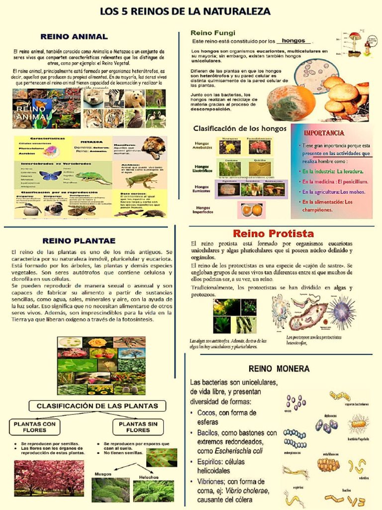 Infografia de Los Cinco Reinos | PDF