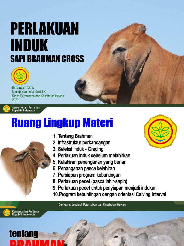 Materi Manajemen Indukan Sapi Potong | PDF