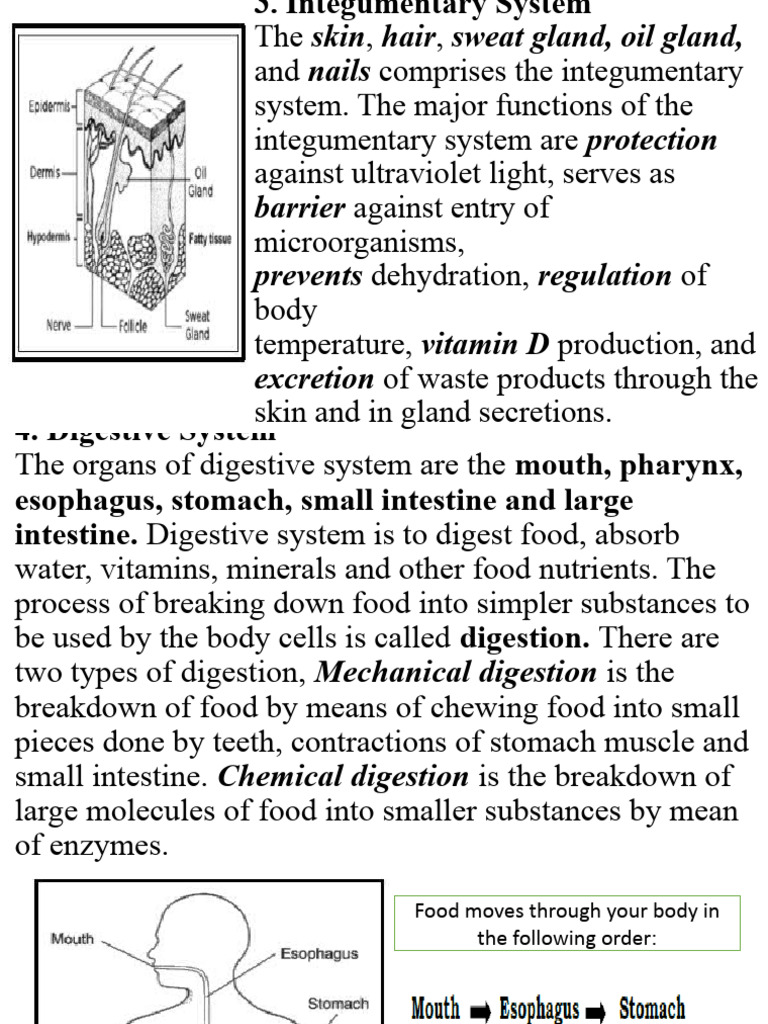 Science | Download Free PDF | Respiratory Tract | Nervous System