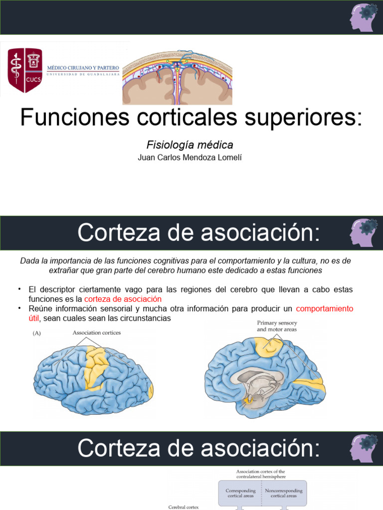 Funciones Corticales Superiores | PDF | Corteza prefrontal | Lóbulo frontal