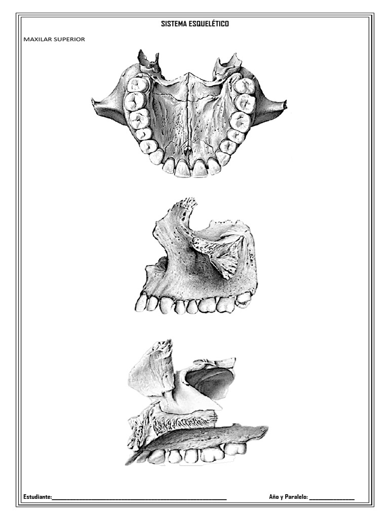 Huesos de La Cara | PDF