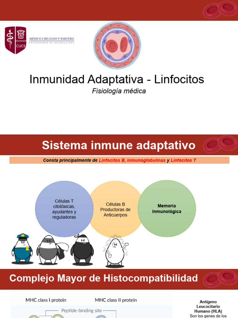 Inmunidad Adaptativa y Linfocitos | PDF | Célula T | Linfocitos