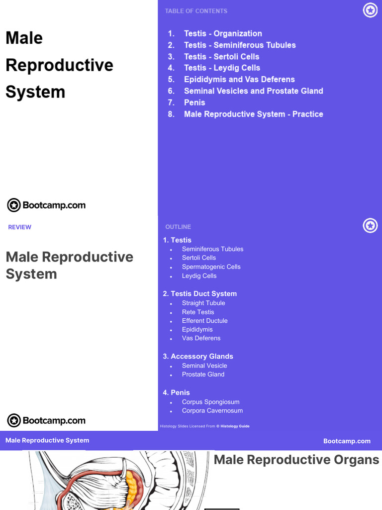 Male Reproductive System Overview | PDF | Testicle | Prostate