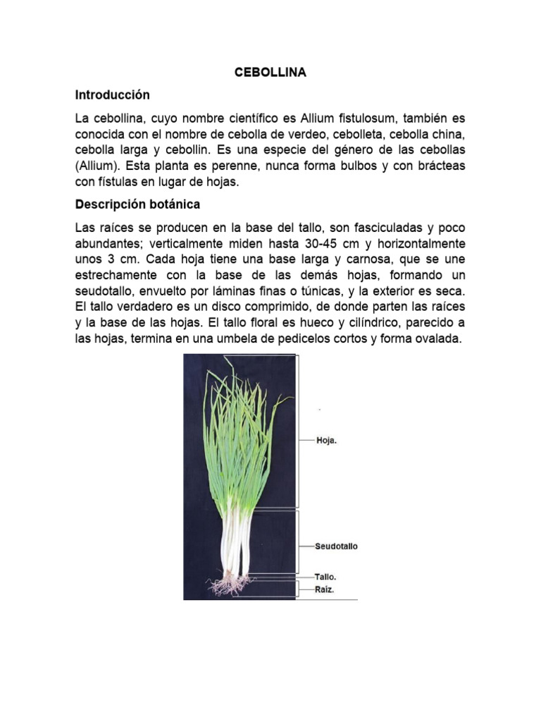 CEBOLLINA | PDF | Agricultura | Plantas
