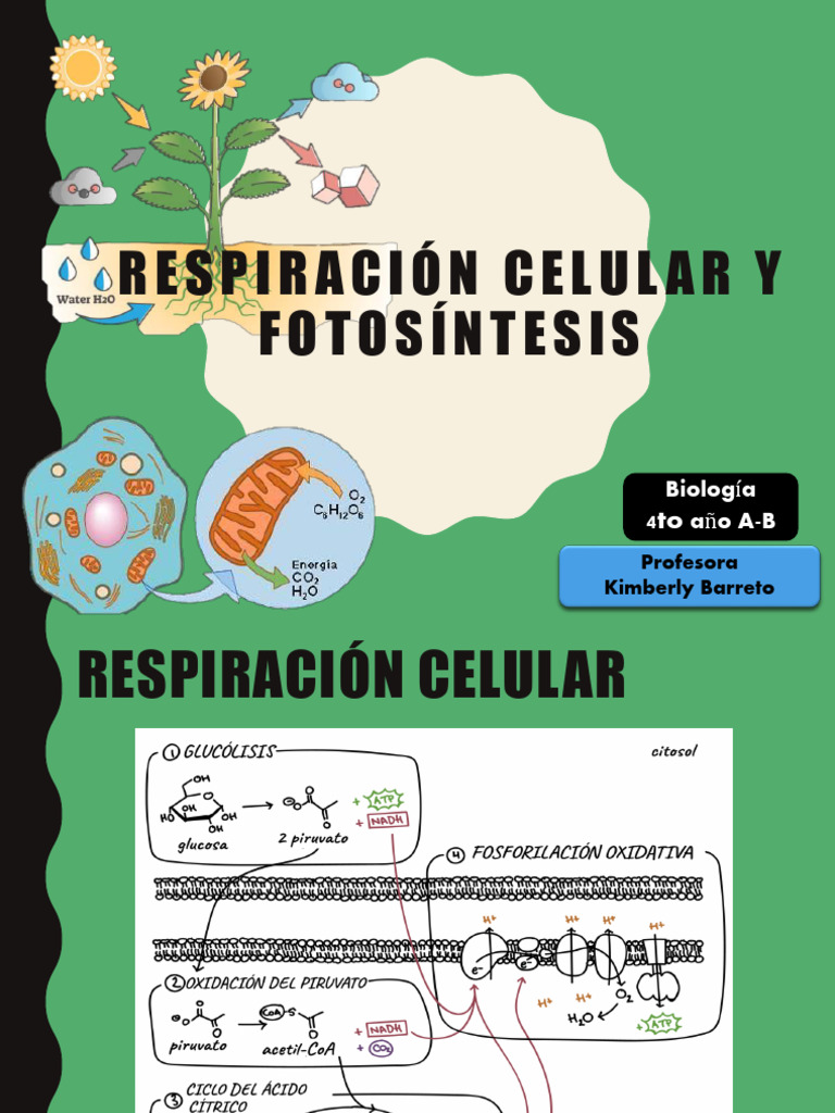 Respiracion Celular | PDF | Respiración celular | Fotosíntesis