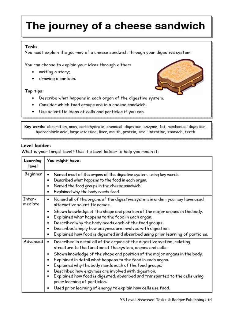 Journey of A Cheese Sandwich | PDF