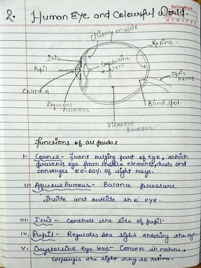 Human Eye & Colourful World New Notes Divyansh Jain | PDF Human Eye & Colourful World New Notes Divyansh Jain | PDF