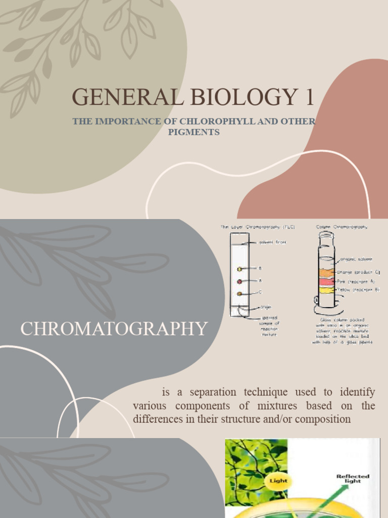Importance of Chlorophyll | PDF | Chlorophyll | Chemistry