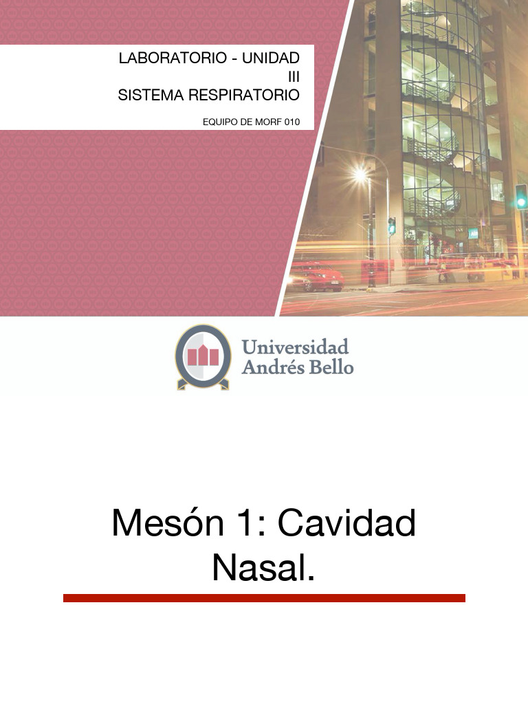 Lab - Sistema Respiratorio | PDF | Pulmón | Laringe