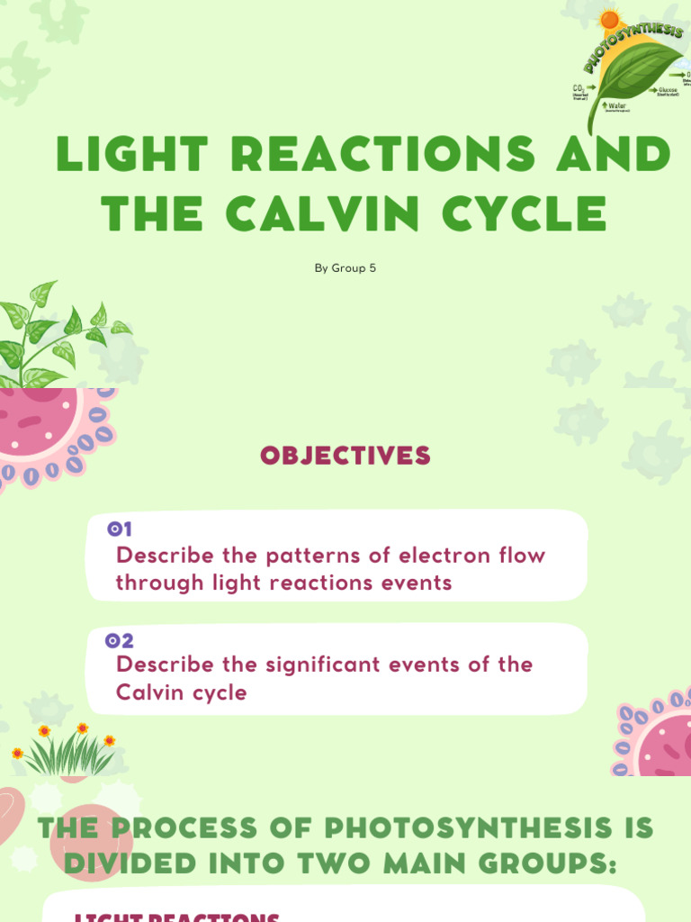 Light Reactions and The Calvin Cycle | PDF | Photosynthesis ...