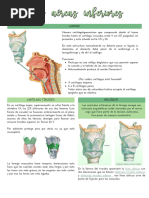 OLG. Nódulos y Pólipos Laringeos | PDF | Laringe | Anatomía humana