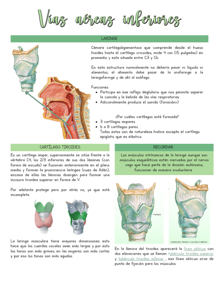 Vías Aéreas Inferiores | PDF | Laringe | Cabeza y cuello humanos