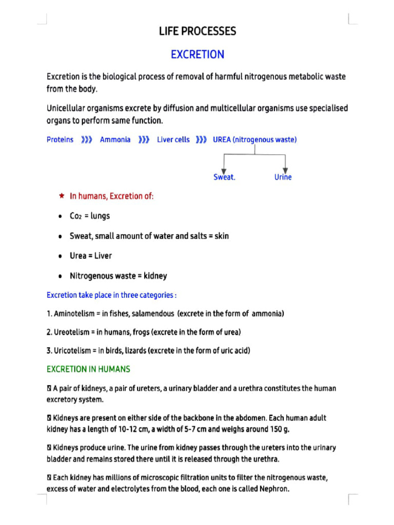 Excretion | PDF | Kidney | Excretion