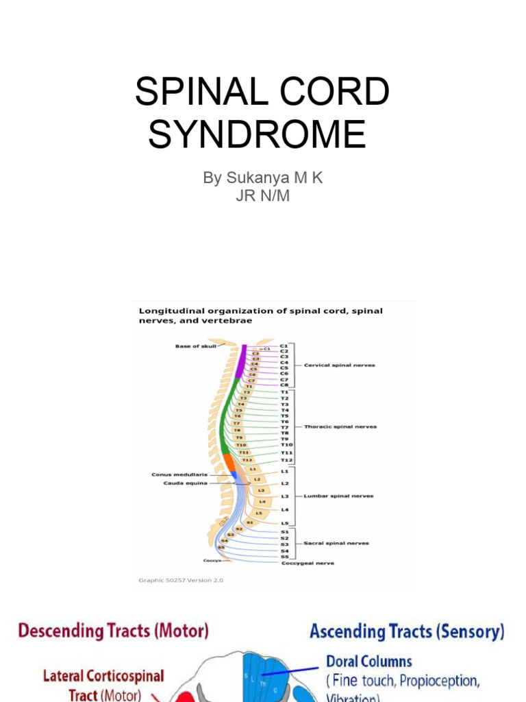 Overview of Spinal Cord Syndromes | PDF | Spinal Cord | Vertebral Column