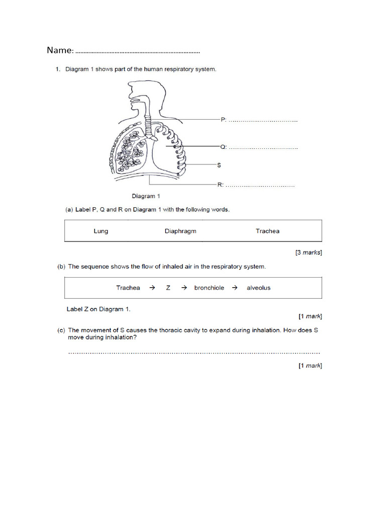 Respiration Year 8 End of Unit Test | PDF | Science & Mathematics ...