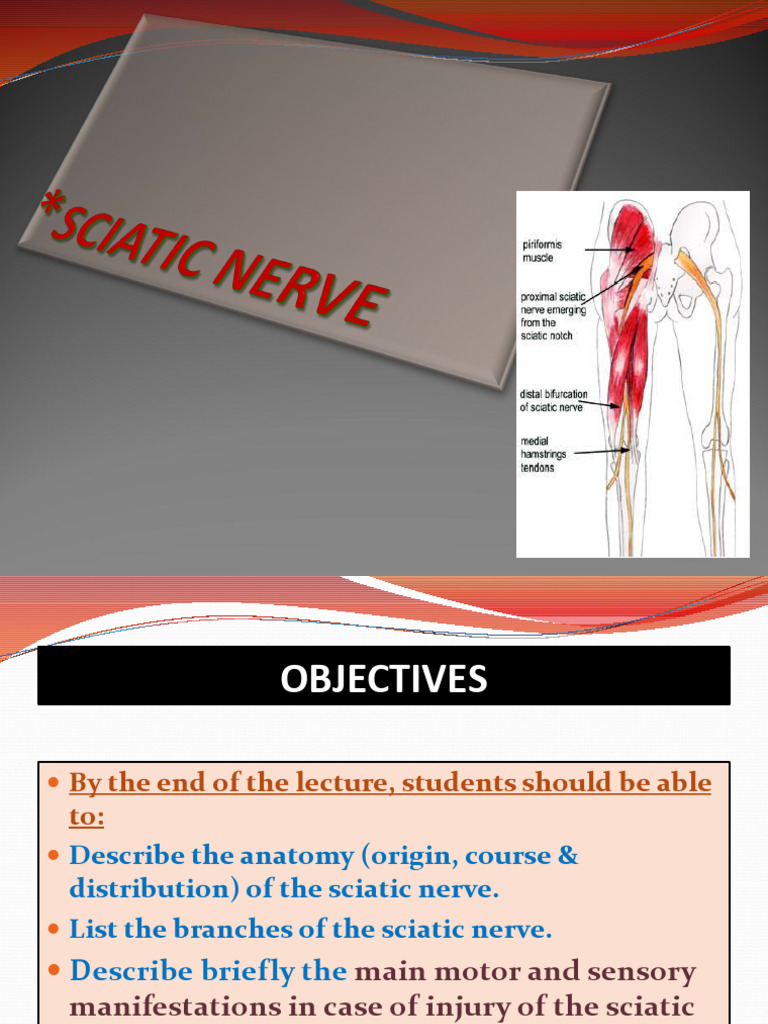 Sciatica Notes | PDF | Human Leg | Foot