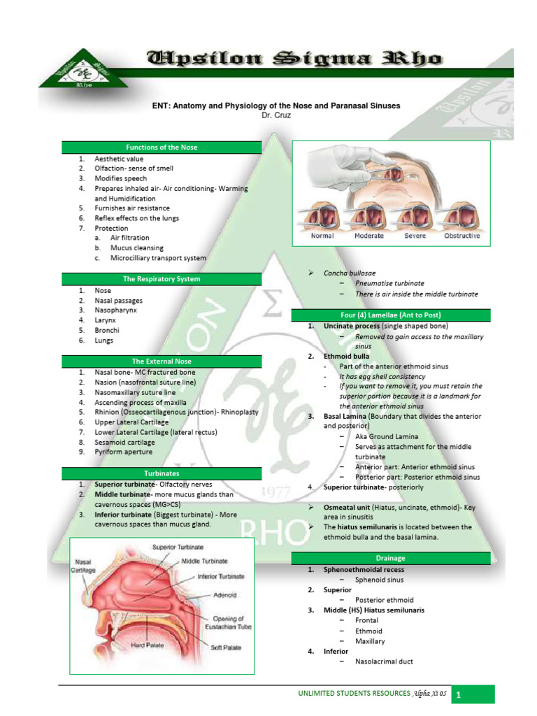 ENT - Anatomy and Physiology of The Nose 2014 | PDF | Human Nose ...