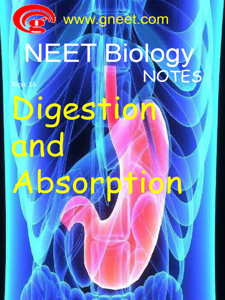 Digestion And Absorption Pdf Stomach Pancreas