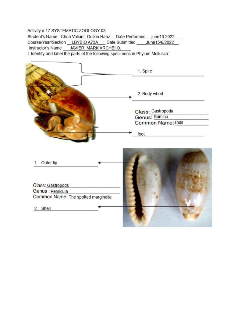 Act 17 Gollon, Hanz. Chua Valiant SYSTEMATIC ZOOLOGY 03 | PDF ...