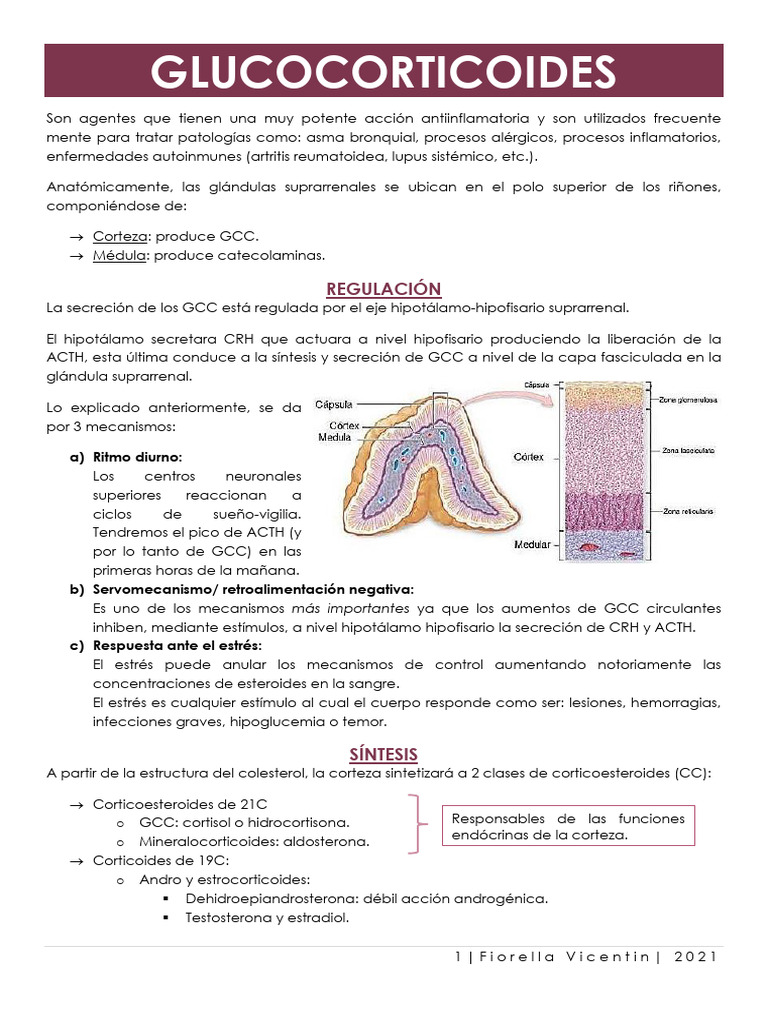 Glucocorticoides: Mecanismos y Usos | PDF | Corticosteroides | Hormona ...
