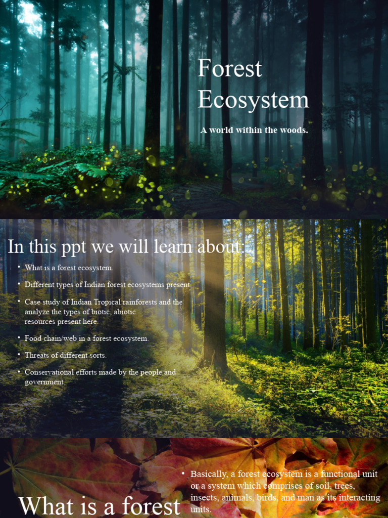 Forest Ecosystem | PDF | Forests | Ecosystem
